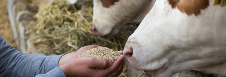 Choisissez une nutrition animale adaptée à votre bétail.